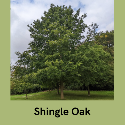 Shingle Oak Tree