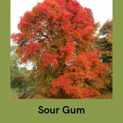 Sour Gum Tree