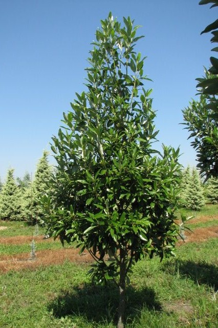 Sweetbay Magnolia Tree