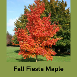 Fall Fiesta Maple Tree
